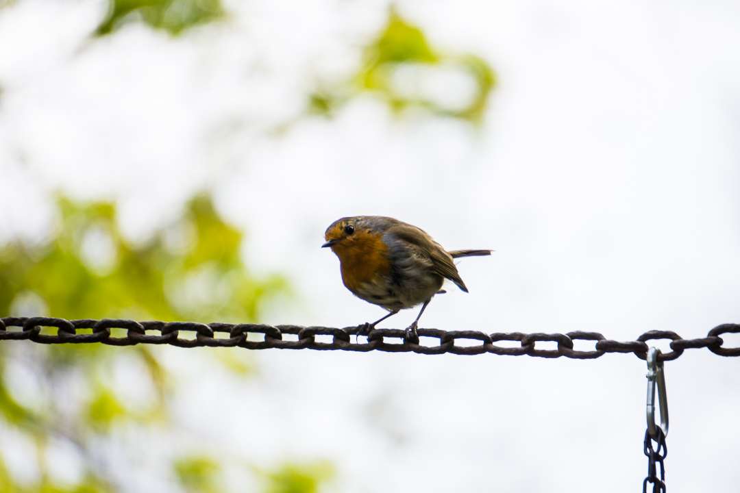 Norfolk Sheringham Park Robin – h a m b a j a l a n